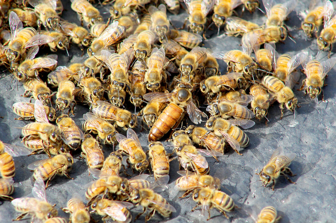 Bee swarm generates quite a buzz | News, Sports, Jobs - Altoona Mirror